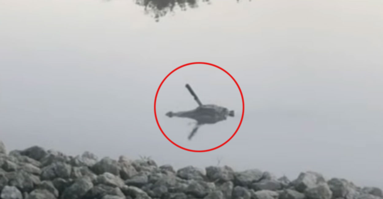 തലയിൽ തുളഞ്ഞുകയറിയ കത്തിയുമായി നീന്തുന്ന ചീങ്കണ്ണി; ഫ്ലോറിഡയി ...