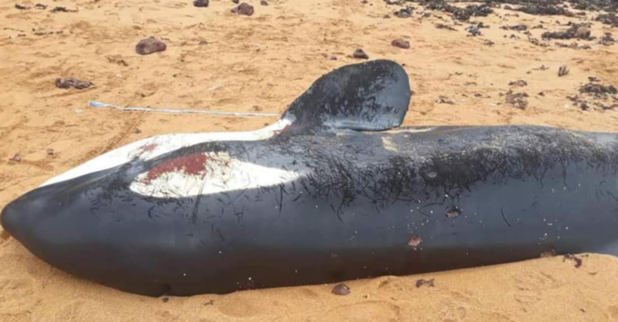 സഹായം തേടി ബോട്ടിനരികിലെത്തി, കാര്യമറിയാതെ ദൃശ്യം പകർത്തി യാത്രക്കാ ...