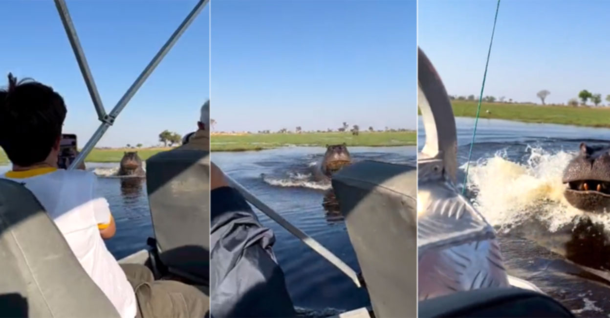 തടാകത്തിൽ സ്പീഡ് ബോട്ടിന് പിന്നാലെ പാഞ്ഞടുത്ത് ഹിപ്പോ; ഭയന്നുവിറച്ച് ...