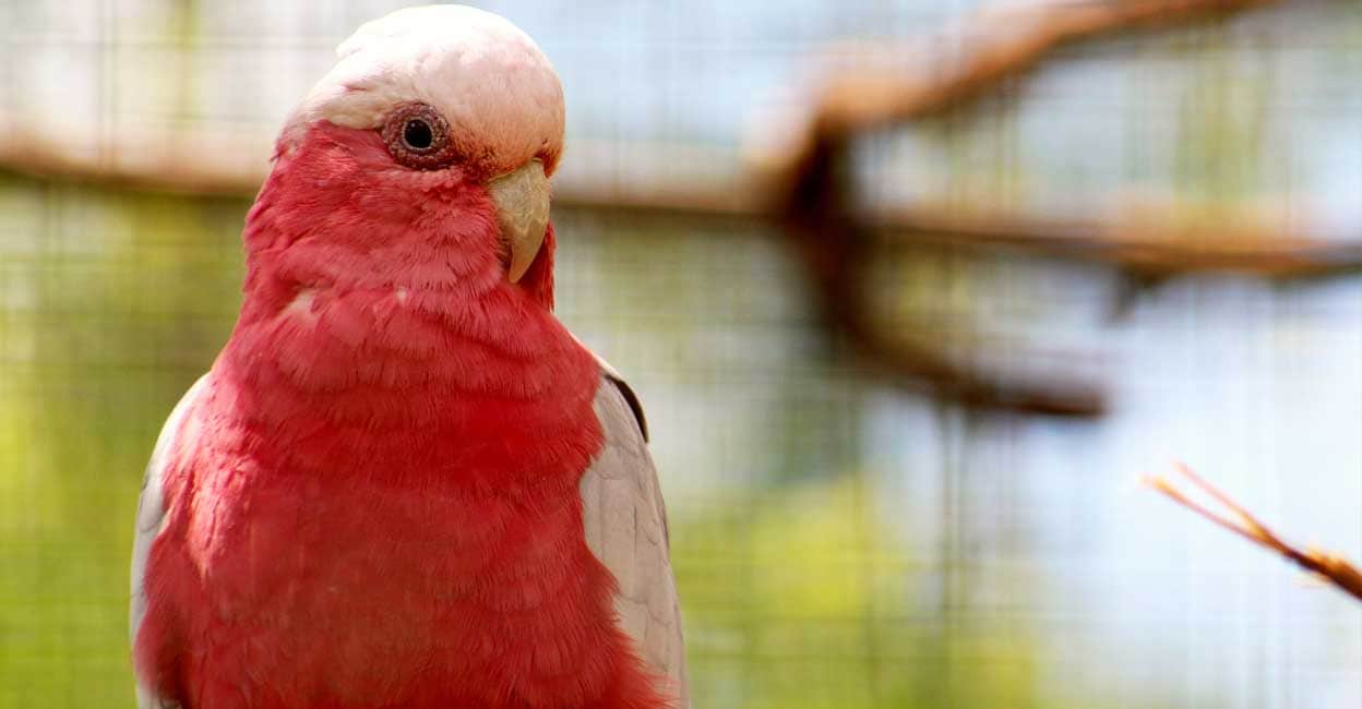 1.3 ലക്ഷത്തിന് ഓസ്ട്രേലിയയിൽ നിന്നും ഇറക്കുമതി ചെയ്ത പക്ഷി പറന്നുപോയി ...