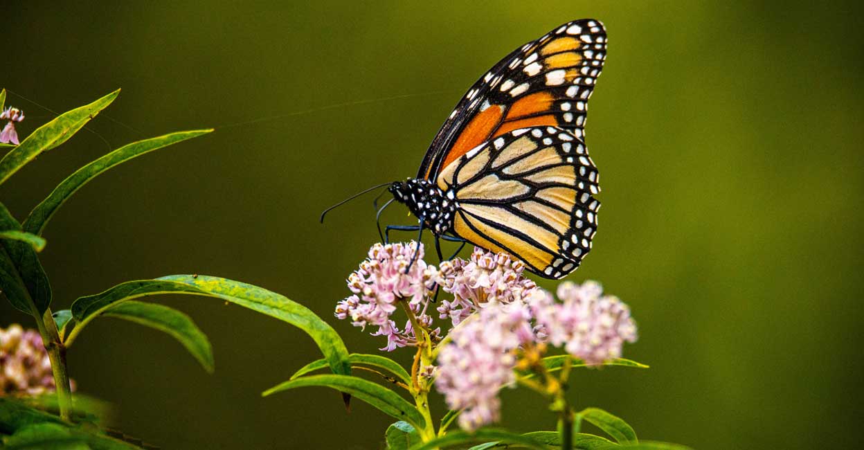 മൊണാർക്ക് ചിത്രശലഭങ്ങളേ, ഇനിയും തുടരുക നിങ്ങളുടെ ദേശാടനയാത്രകൾ- Monarch ...