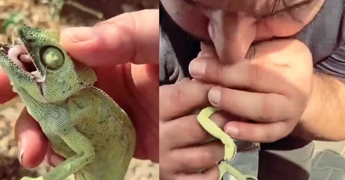 മരണത്തിന്റെ വക്കിൽ ഓന്ത്; കൃത്രിമശ്വാസവും സിപിആറും നൽകി യുവാവ്: പുതുജീവിതം- Viral Video ...