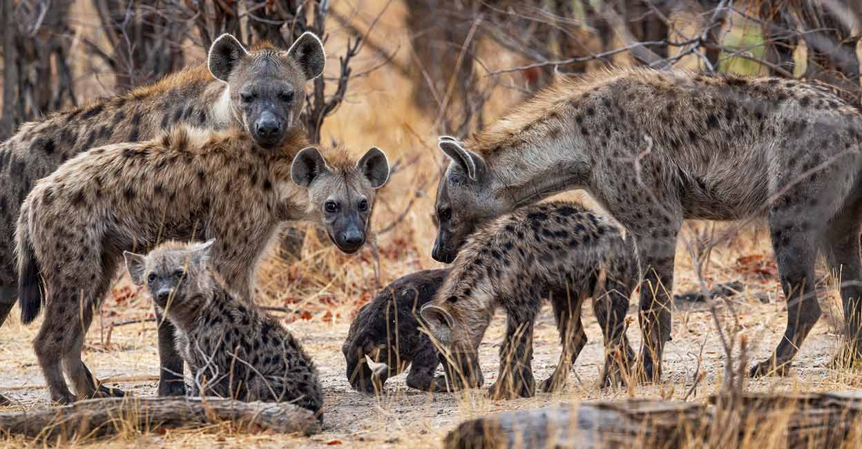 ലിയോയിലെ വൈലന്റ് സ്റ്റാർ ‘ഹൈന’; രാത്രികളിൽ മുഴങ്ങുന്ന ആ പ്രേതക്കരച്ചി ...