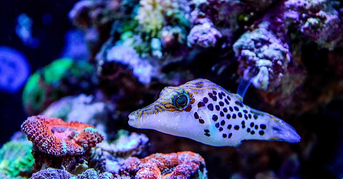 അത്യപൂർവ പുള്ളിപ്പുലി ടോബി ആദ്യമായി ഓസ്ട്രേലിയൻ തീരത്ത്; അടിത്തട്ടി ...