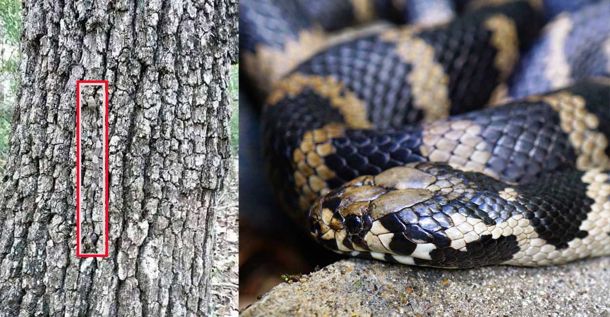 ഉഗ്രവിഷം, കടിച്ചാൽ മറുമരുന്നില്ല; ഓസ്ട്രേലിയയിൽ ഭീഷണി ഉയർത്തി സ്റ്റീഫ ...