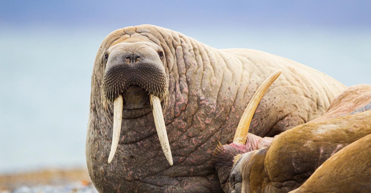 1500 കിലോ വരെ ഭാരം! ആനയെപ്പോലെ കൊമ്പുകൾ; ഉത്തരധ്രുവത്തിലെ വിചിത്രജീവി ...