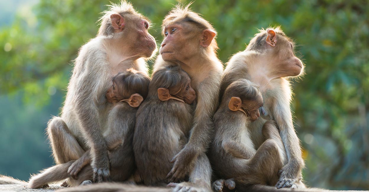 സൂക്ഷിക്കണം, തൊട്ടാൽ കേസ് ആണ്: നാട്ടിലെ ശല്യക്കാരും സംരക്ഷണ പട്ടികയി ...