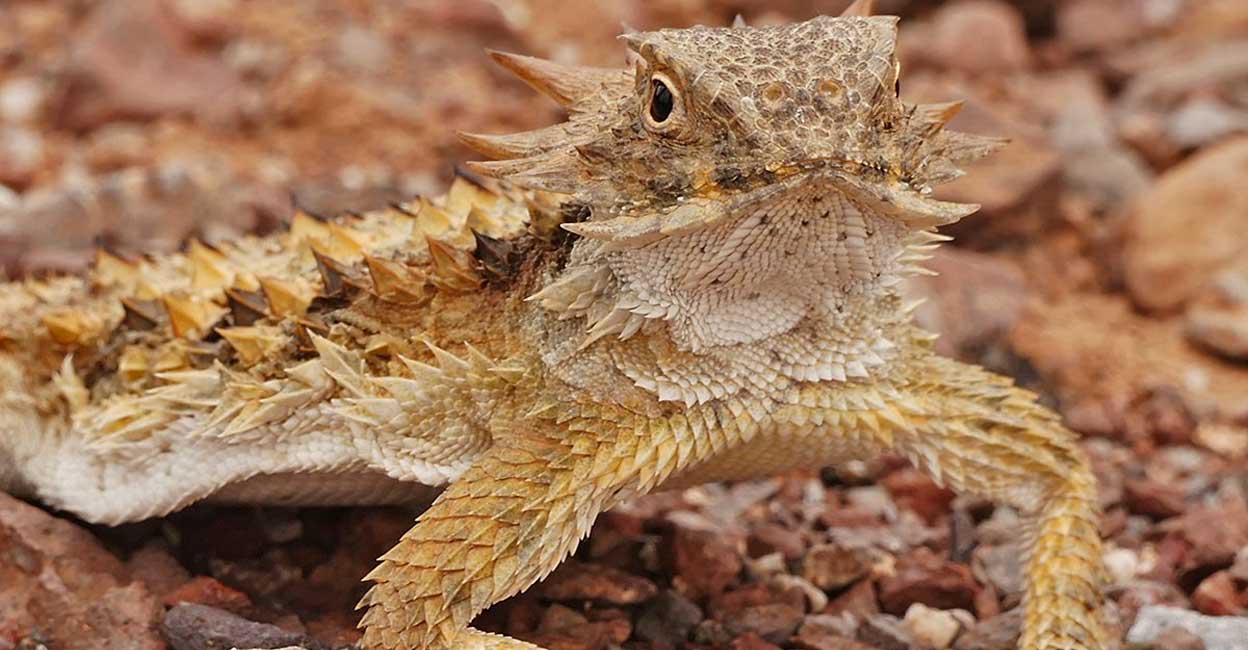 കണ്ണുകളിൽ നിന്നും രക്തം ചീറ്റിക്കും: ഈ പല്ലി ചില്ലറക്കാരനല്ല- Lizard ...