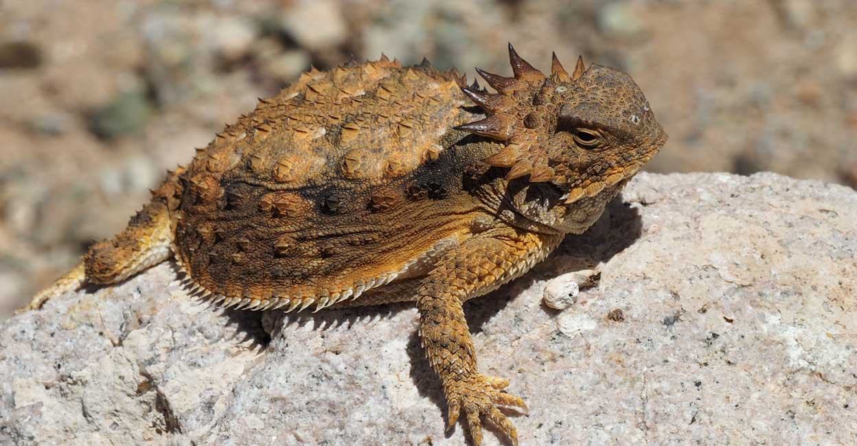 കണ്ണുകളിൽ നിന്നും രക്തം ചീറ്റിക്കും: ഈ പല്ലി ചില്ലറക്കാരനല്ല- Lizard ...