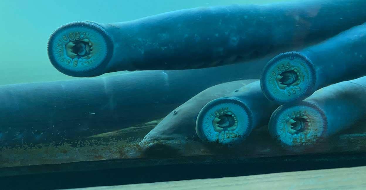 രക്തം കുടിക്കുന്ന മീനിന്റെ പൂർവികർ; 16 കോടി വർഷം പഴയ ലാംപ്രി ഫോസിലുകൾ കിട്ടി- Lamprey | Wampire ...