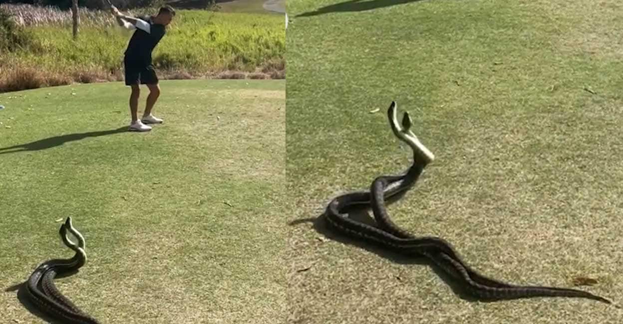 തൊട്ടരികിൽ പാമ്പുകൾ ഇണചേരുന്നു; ഗോൾഫ് കളി തുടർന്ന് യുവാവ് – വിഡിയോ ...