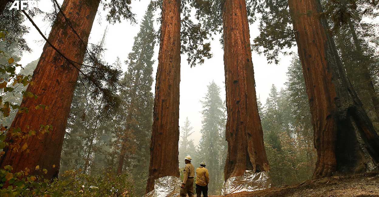 യുഎസിലെ ഒരു മരത്തിന് കാറൽ മാർക്സിന്റെ പേരുണ്ടായിരുന്നു! ഇപ്പോഴത് ജനറ ...