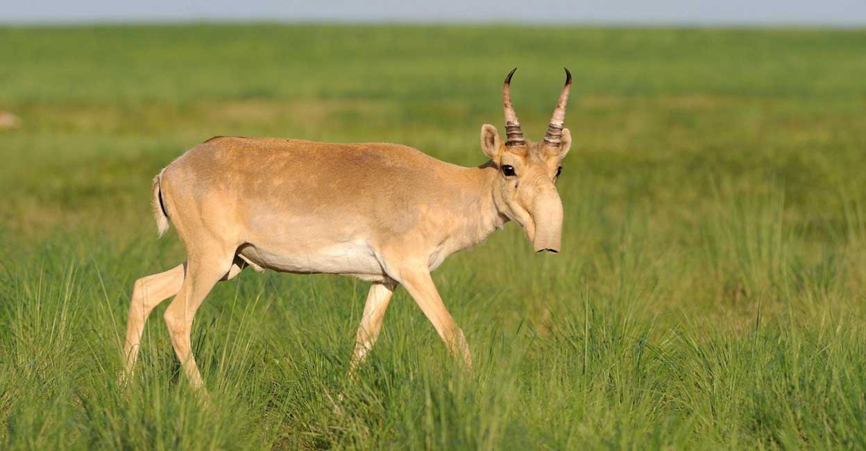 ഹിമയുഗം മുതൽ ഭൂമിയിൽ നടന്ന മാൻ, നേരിട്ടത് കടുത്ത വംശനാശം; ഒടുവിൽ തിരികെ ...