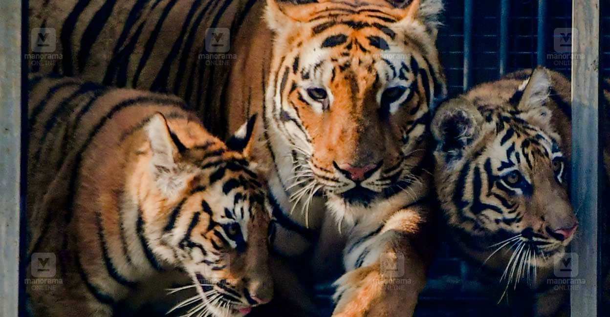 ‘ദാ, കാണുന്നതാണ് മനുഷ്യർ’: 7 മാസം പ്രായമുള്ള ഇരട്ട കടുവക്കുട്ടിക ...