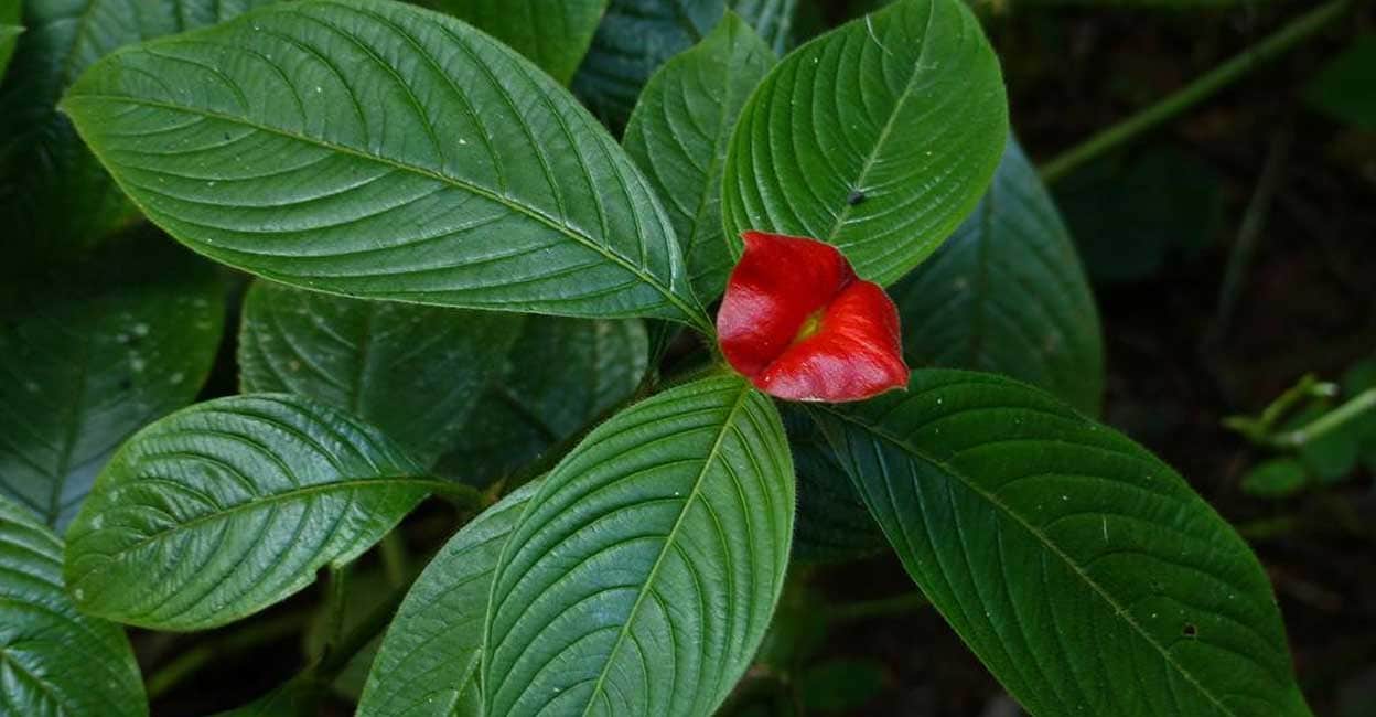 ചെടികൾക്കിടയിലെ ‘ഹോട്ട് ലിപ്സ്’: ജീവികളെ ആകർഷിക്കും ഗേൾഫ്രണ്ട് കിസ് ...