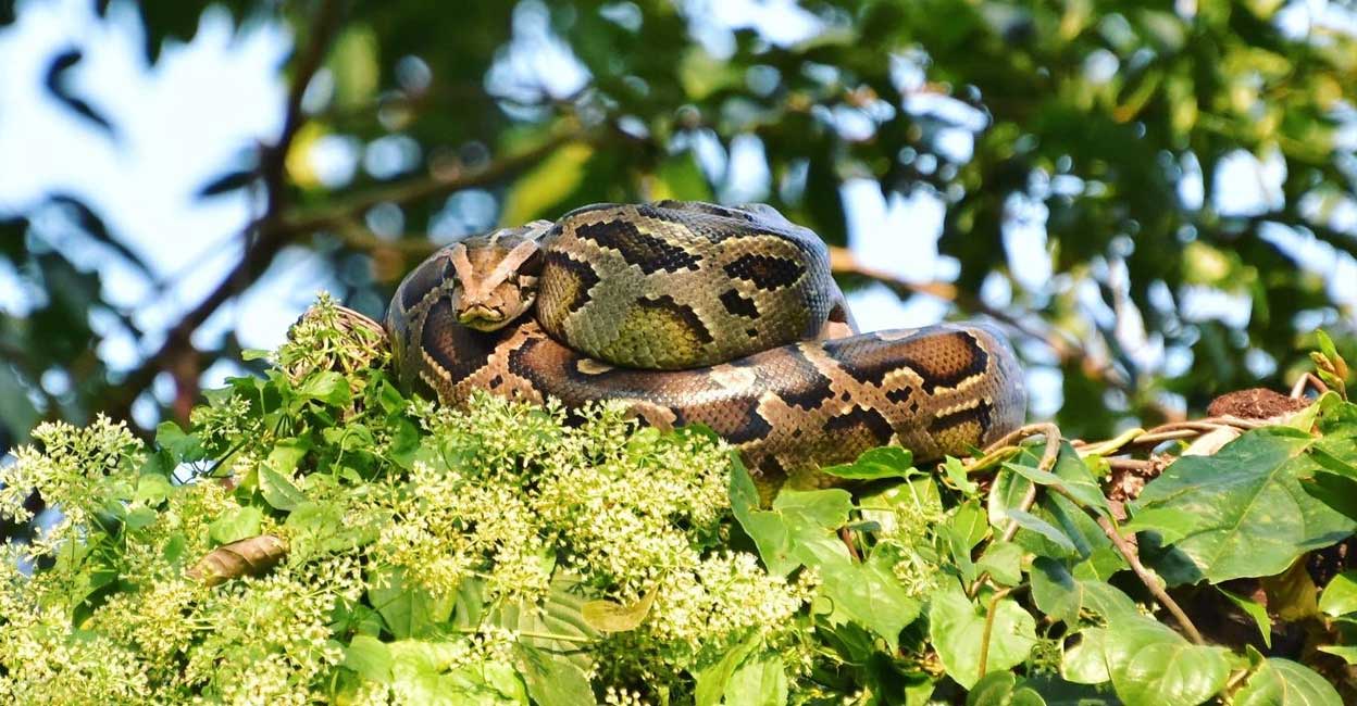 വംശനാശത്തിന്റെ വക്കിലെത്തി, തിരിച്ചുമടക്കം: ദക്ഷിണേന്ത്യയിലെ ...