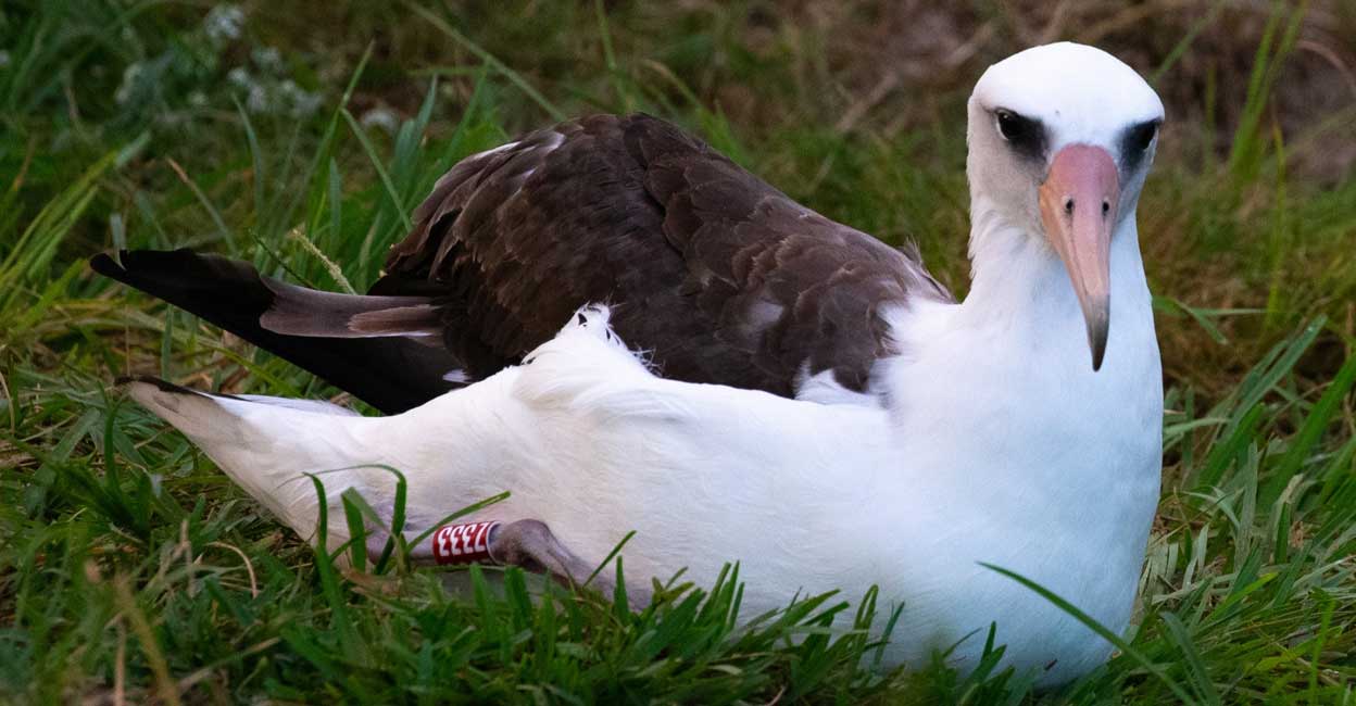 മരണമടഞ്ഞത് 120ാം വയസ്സിൽ! ലോകത്ത് ഏറ്റവുംകൂടുതൽകാലം ജീവിച്ച പക്ഷി ...