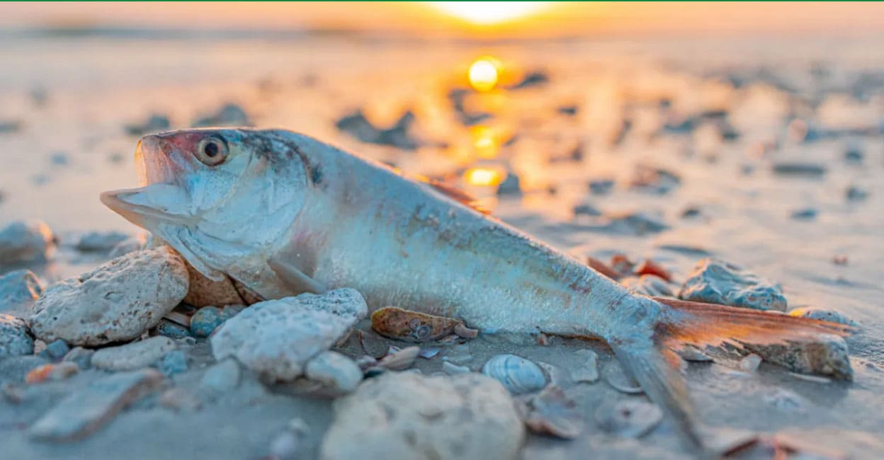 സമുദ്ര ജീവികൾക്കും മനുഷ്യർക്കും ഭീഷണിയായി വിചിത്ര വേലിയേറ്റം ...