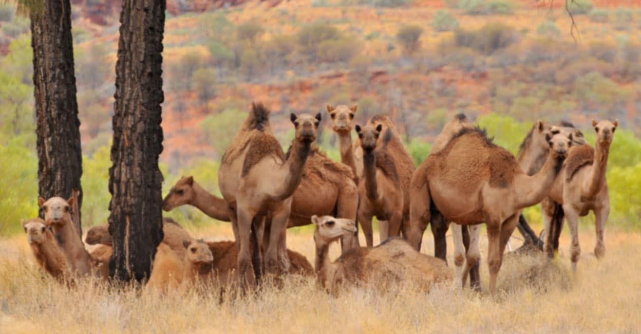 അലഞ്ഞു തിരിയുന്നത് 3 ലക്ഷം ഒട്ടകങ്ങൾ; ഓസ്ട്രേലിയയിലെ വിചിത്ര വിശേഷം ...