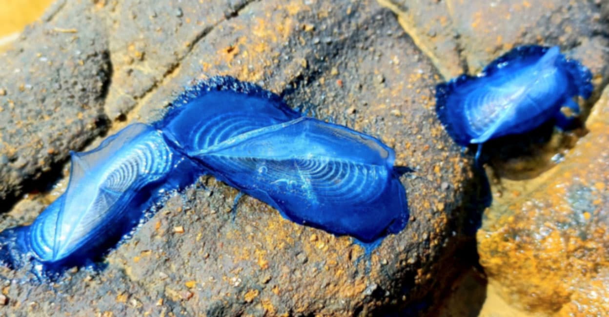 തീരത്തടിഞ്ഞത് നീല നിറത്തിലുള്ള ആയിരക്കണക്കിന് നിഗൂഢ സമുദ്ര ജീവിക ...