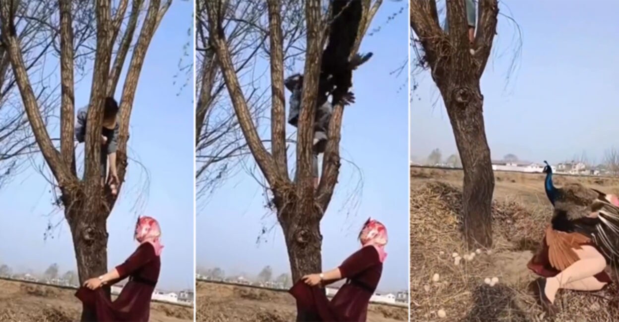 മുട്ട മോഷ്ടിക്കാന്‍ ശ്രമം; സ്ത്രീകളെ വാശിയോടെ ആക്രമിച്ച് മയില്‍, വിഡിയോ ...