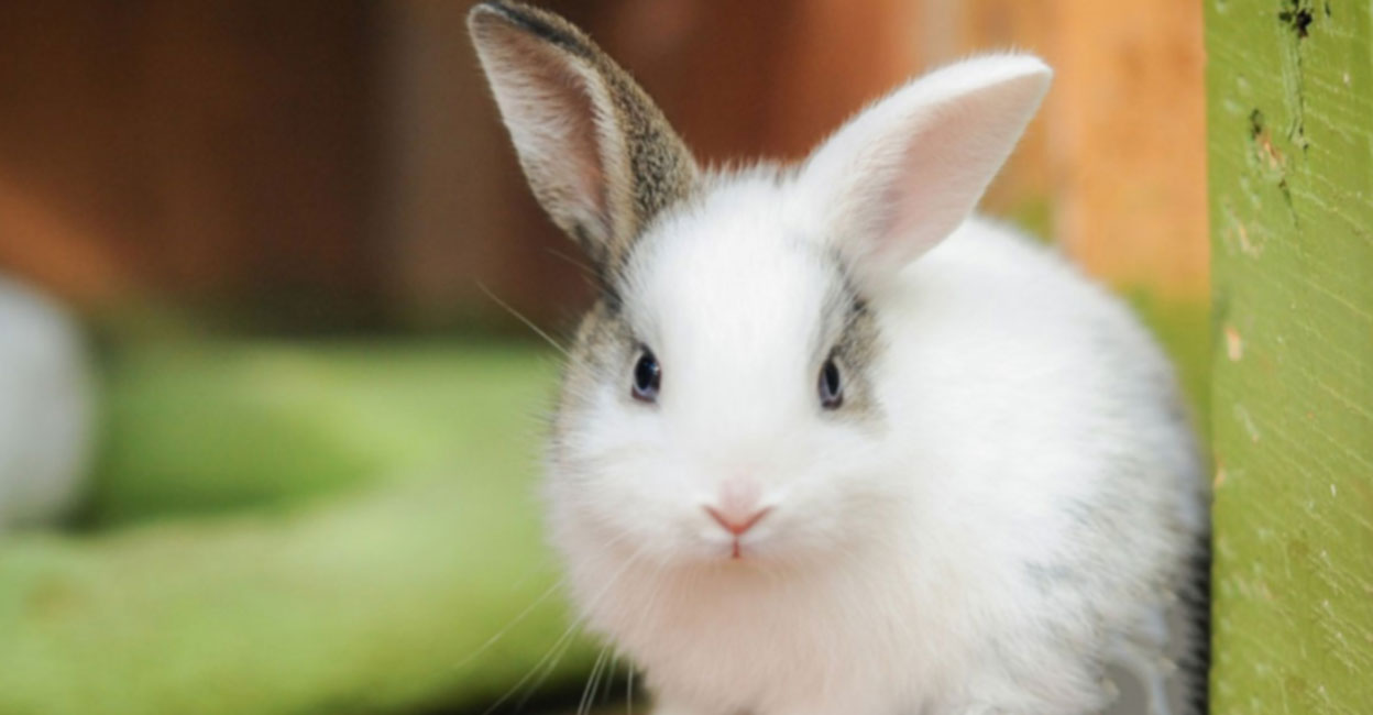 മൃഗങ്ങളെ പട്ടിണിക്കിട്ടു വൃത്തിഹീന സാഹചര്യത്തിൽ കണ്ടെത്തി രണ്ടു പേ ...