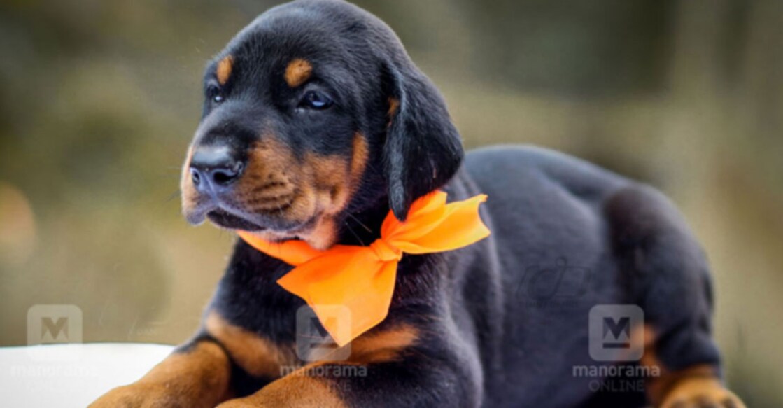 വീട്ടിൽ നിന്നിറങ്ങുന്ന നായ്ക്കൾ തിരിച്ചെത്തുന്നില്ല, കാവൽനായ്ക്കളെ ...