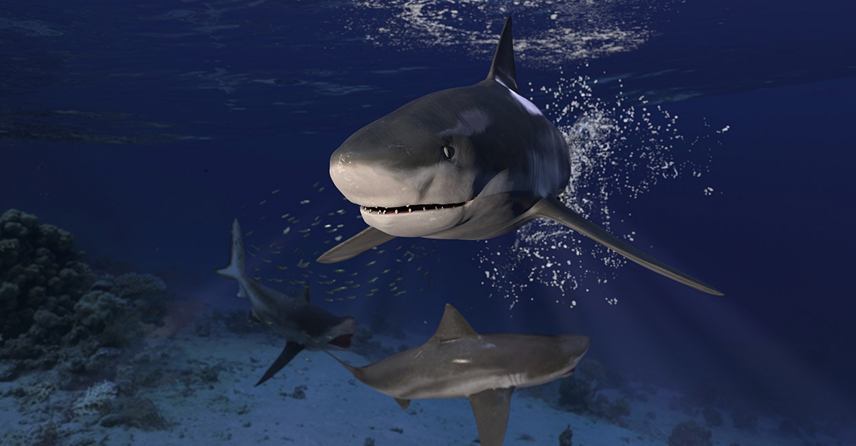 ഓരോവർഷവും ചാകുന്നത് എട്ട് കോടി സ്രാവുകൾ; ഇതിൽ രണ്ടരക്കോടി വംശനാശം ...