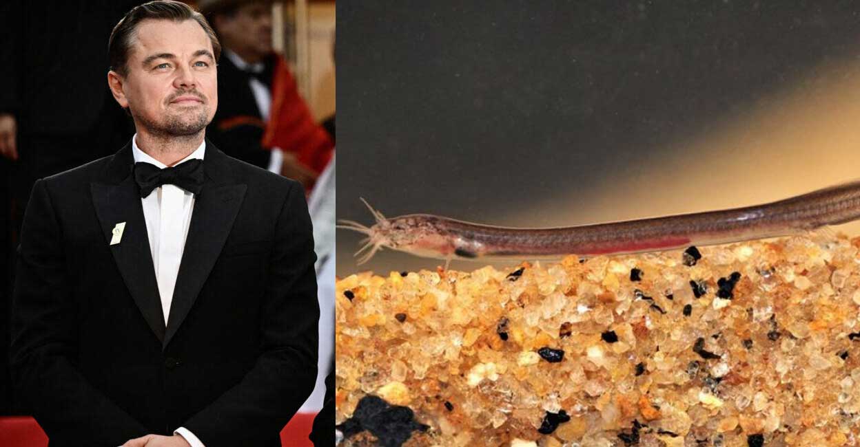 മലയാളികൾ കണ്ടെത്തിയ ‘പാതാള പൂന്താരക’നെ സ്റ്റാറാക്കി ഡി കാപ്രിയോ ...