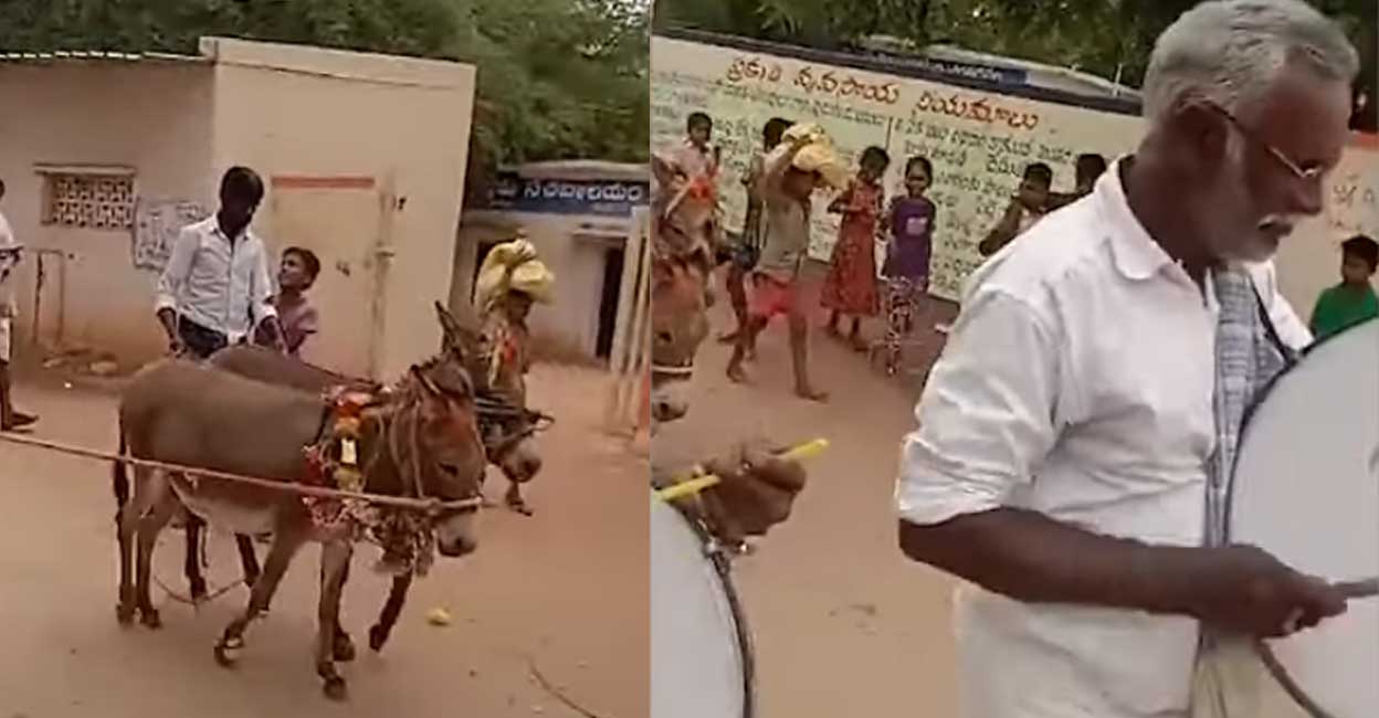 മഴ ലഭിക്കാൻ കഴുതക്കല്ല്യാണം നടത്തി ഗ്രാമവാസികൾ; വാദ്യങ്ങളുടെ അകമ്പടിയി ...