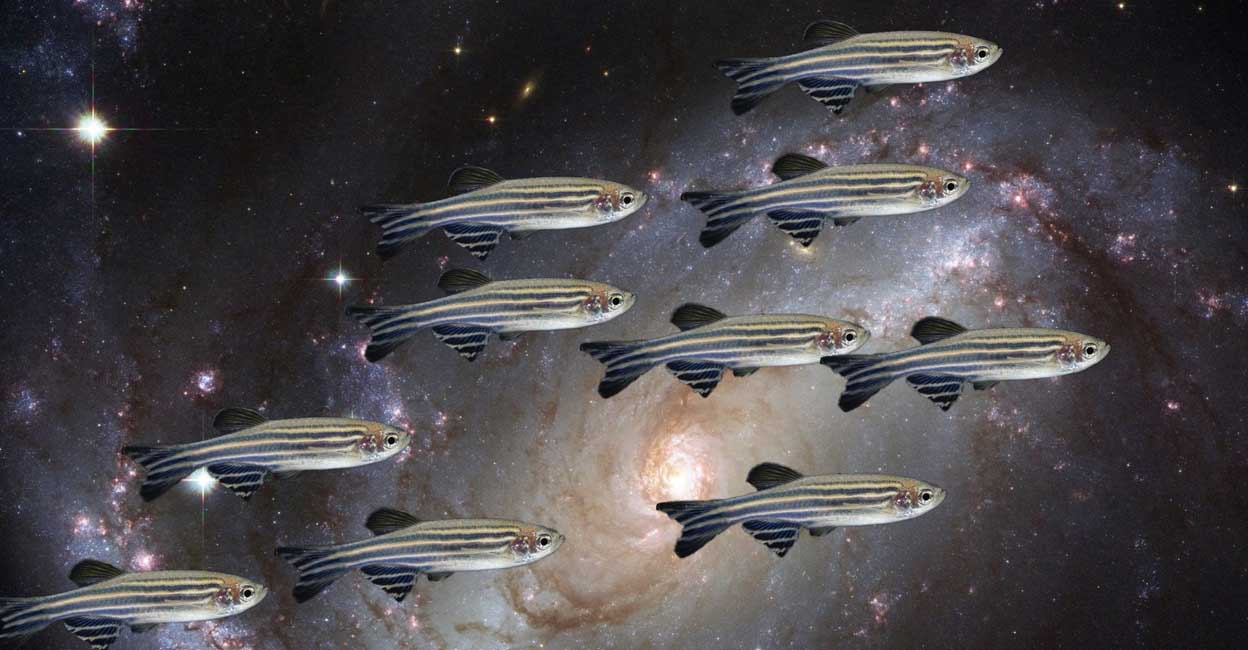 China's Zebrafish in Space: Investigating Bone Loss in Microgravity ...