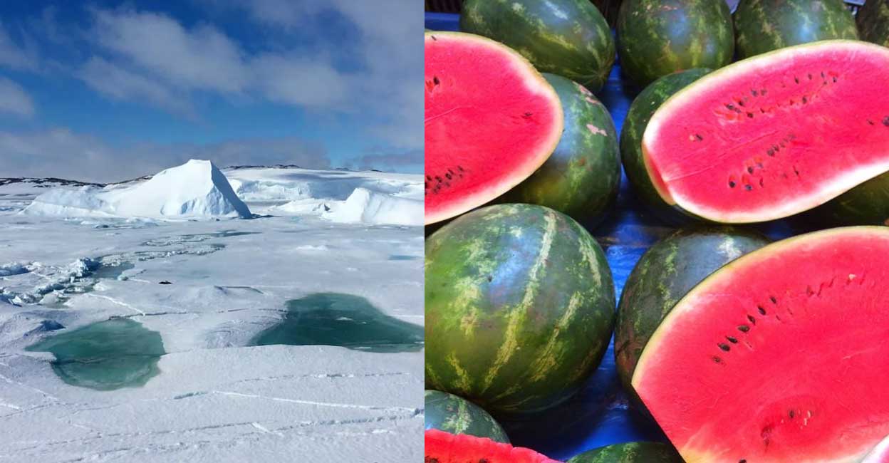 അന്റാർട്ടിക്കയിലെ കൊടുംതണുപ്പിൽ തണ്ണിമത്തൻ വളർത്തി ശാസ്ത്രജ്ഞ ...