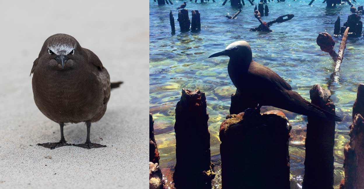 ഇണചേരും മുൻപ് ആൺപക്ഷി പെൺപക്ഷിക്ക് സമ്മാനം നൽകും! ലക്ഷദ്വീപിന്റെ ...