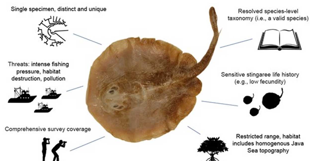 ജാവ സ്റ്റിംഗാരി: മനുഷ്യന്റെ പ്രവൃത്തികളാൽ സമുദ്രത്തിൽ വംശനാശം സംഭവിച്ച ...