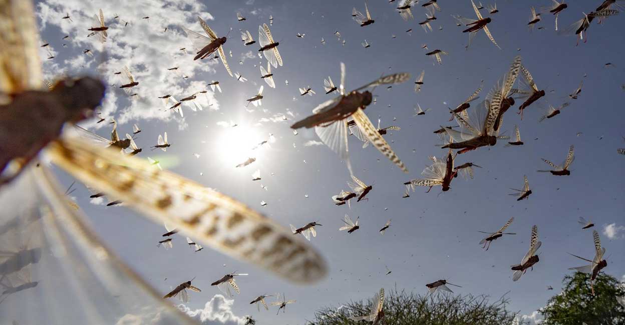 ഗുരുതര വെട്ടുക്കിളി ഭീഷണി നേരിട്ട് അഫ്ഗാനിസ്ഥാൻ; 40,000 ലീറ്റ ...