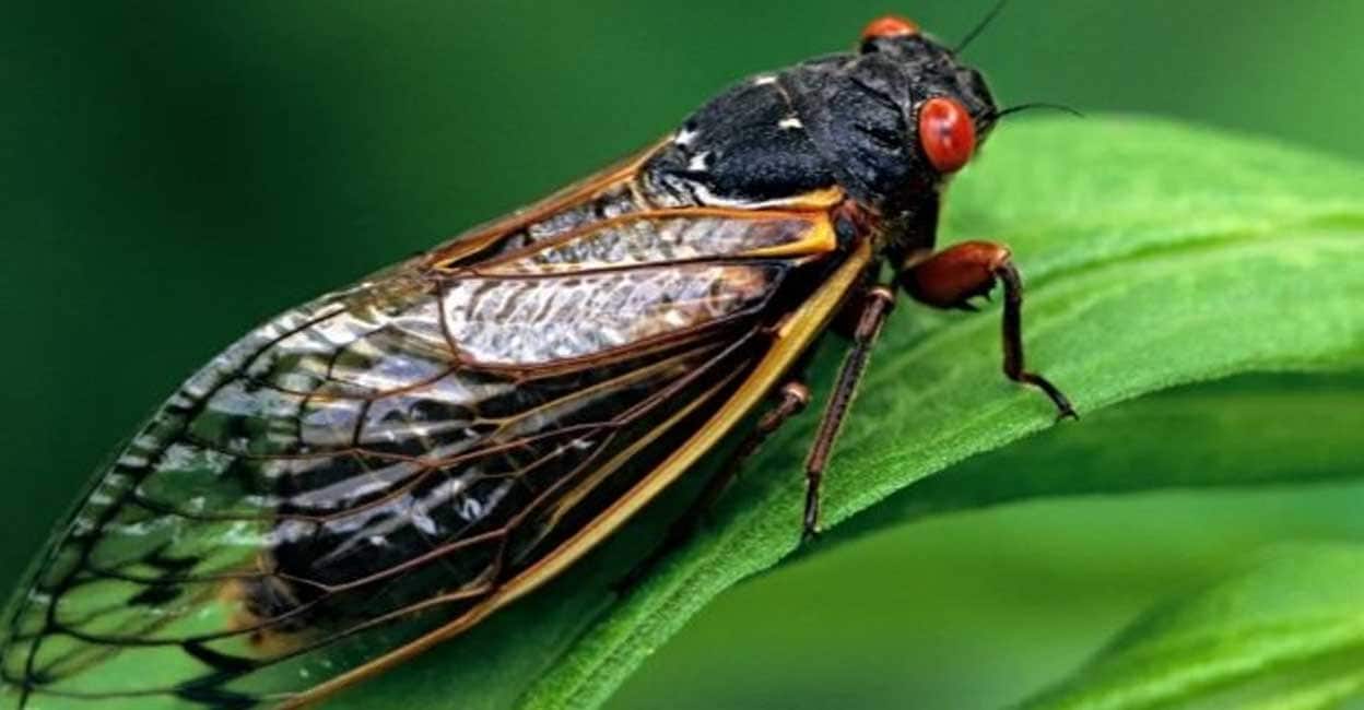 17 വർഷം അണ്ടർഗ്രൗണ്ട്, ഇനി പുറത്ത്: സിക്കാഡകളെ എതിരേൽക്കാൻ യുഎസ് ...