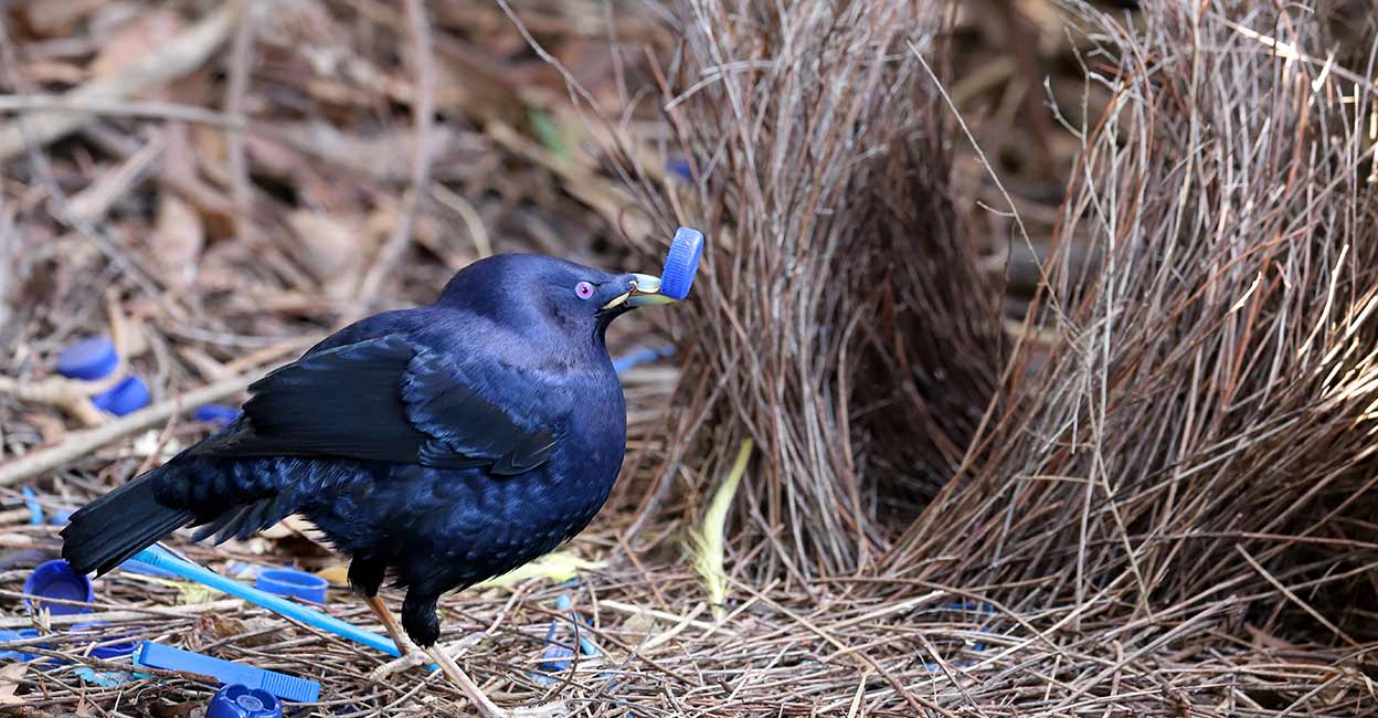 ഇണയെ ആകർഷിക്കാൻ പെടാപ്പാട്; പൂക്കളും പഴങ്ങളും കൊണ്ട് ‘പ്രണയക്കൂട്’ നിർമാണം: വിദഗ്ധരായ ബോവർബേർഡ് ...
