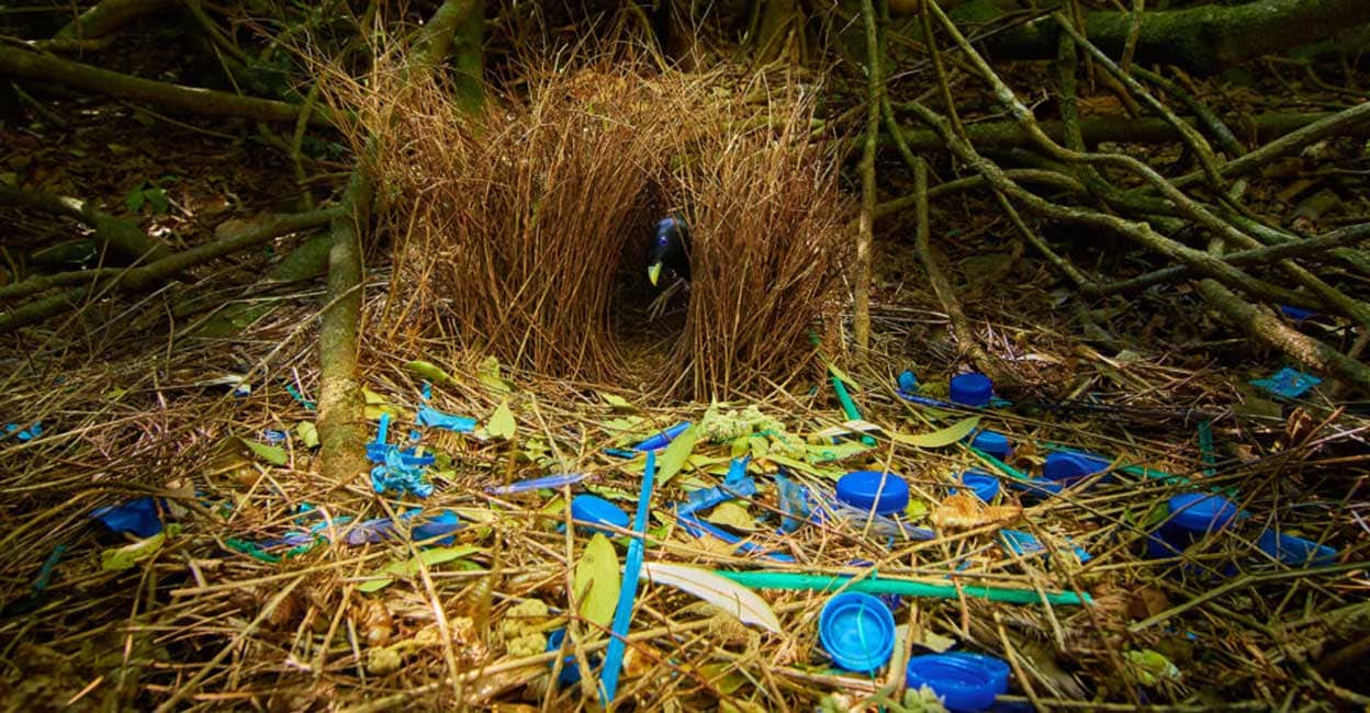 ഇണയെ ആകർഷിക്കാൻ പെടാപ്പാട്; പൂക്കളും പഴങ്ങളും കൊണ്ട് ‘പ്രണയക്കൂട്’ നിർമാണം: വിദഗ്ധരായ ബോവർബേർഡ് ...