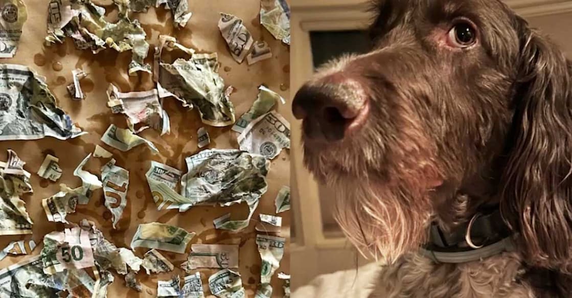 അടുക്കളയിൽ ഒളിപ്പിച്ച 3.32 ലക്ഷം രൂപ വളർത്തുനായ ചവച്ചരച്ച് തിന്നു ...