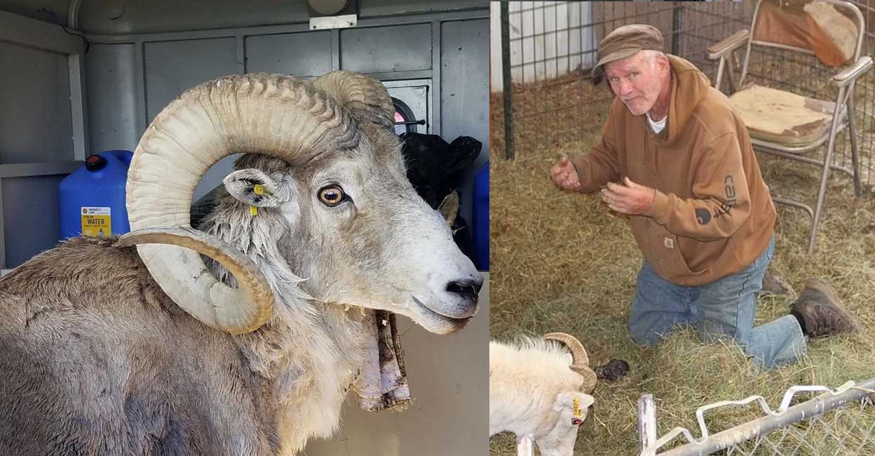 വമ്പൻ സങ്കരയിന ആടിനെ സൃഷ്ടിക്കാന്‍ ജനിതകവസ്തുക്കൾ കടത്താൻ ശ്രമം; 81കാര ...