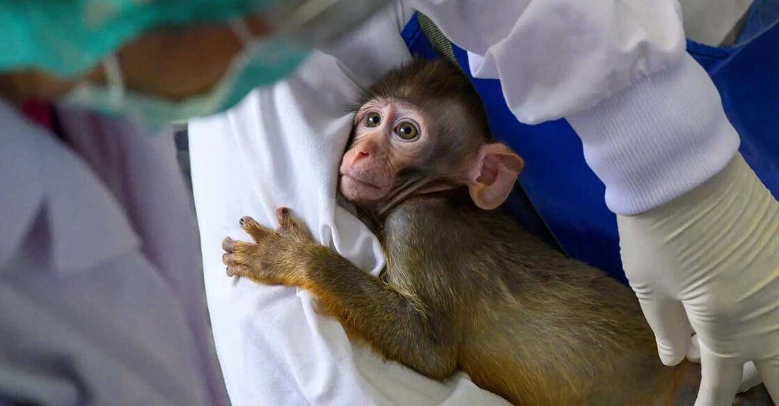 ഗവേഷണ ലാബിൽ നിന്ന് 43 റീസസ് മക്കാക്ക് കുരങ്ങുകൾ ചാടിപ്പോയി; പരീക്ഷണം നടത്താത് ഭാഗ്യം! - Monkey ...