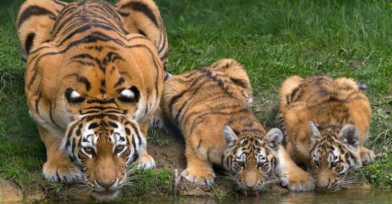 നിരീക്ഷണത്തിലെ പിഴവുകൾ; 30ലേറെ കടുവകൾ മുങ്ങി: അന്വേഷണത്തിന് ...