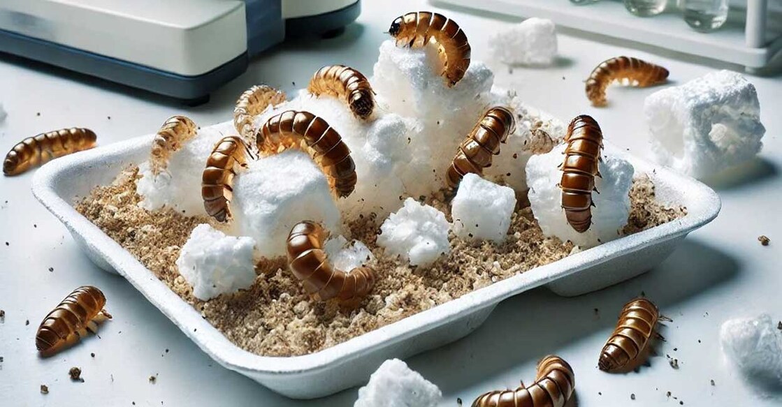 കെനിയയിൽ മലിനീകരണം കുറയ്ക്കുന്ന പുഴു; ഇവർക്കു മുന്നിൽ പ്ലാസ്റ്റിക്കും ...