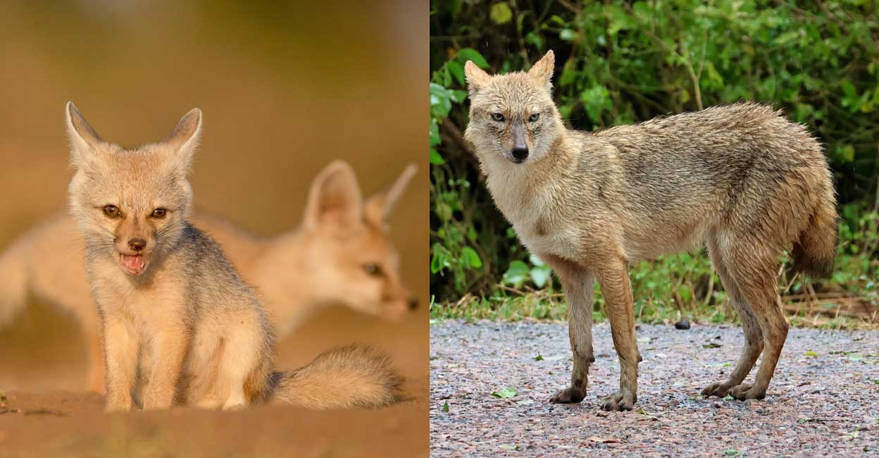 ഒറ്റനോട്ടത്തിൽ ഒരുപോലെ; കുറുക്കനും കുറുനരിയും തമ്മിലുള്ള വ്യത്യാസമെന്ത്? - Jackal | Fox ...