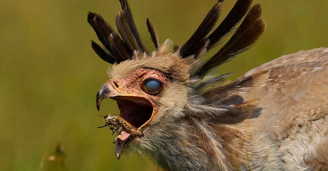 ഇരകളെ തറയിലിടിച്ച് കൊത്തിത്തിന്നും! പുൽമേട്ടിലെ ഭീകരൻമാരായ ...