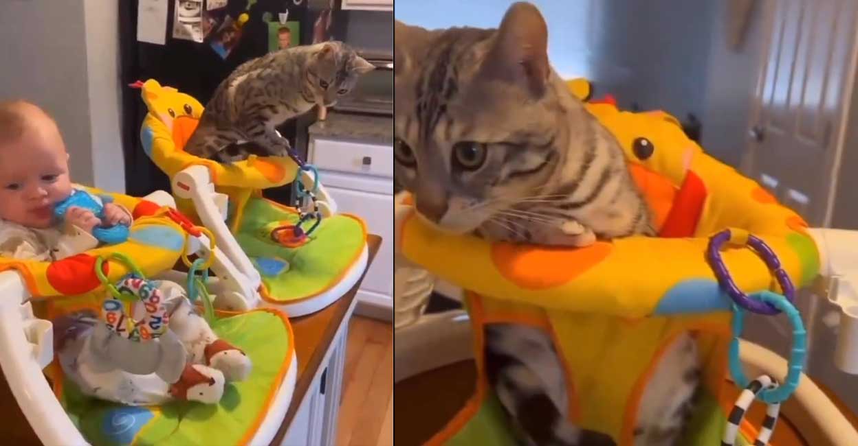 ഇവൻ എങ്ങനെ ഇതിലിരിക്കുന്നു? കുഞ്ഞിനെ അനുകരിക്കാൻ ശ്രമിച്ച് പൂച്ച ...