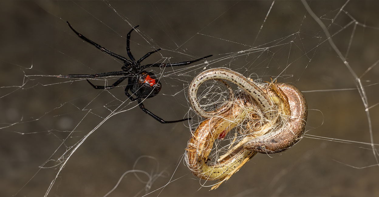 കൊടുംവിഷമുള്ള പാമ്പിനെ അകത്താക്കുന്ന കുഞ്ഞൻ ചിലന്തി! ഓസ്‌ട്രേലിയയിലെ ...