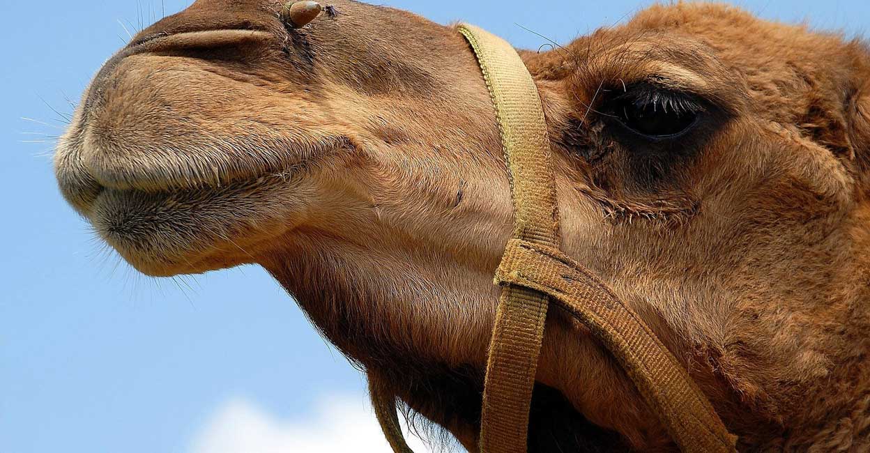 ജൈവഘടന അട്ടിമറിക്കുന്ന അധിനിവേശ ജീവികൾ! ഓസ്ട്രേലിയയിലെ ആദ്യ ഒട്ടകം ...