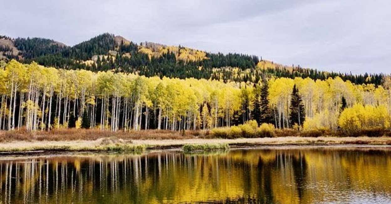 ഒറ്റവേരിൽ നിന്ന് അരലക്ഷം മരങ്ങൾ; പടർന്നുകിടക്കുന്നത് 106 ഏക്കറി ...