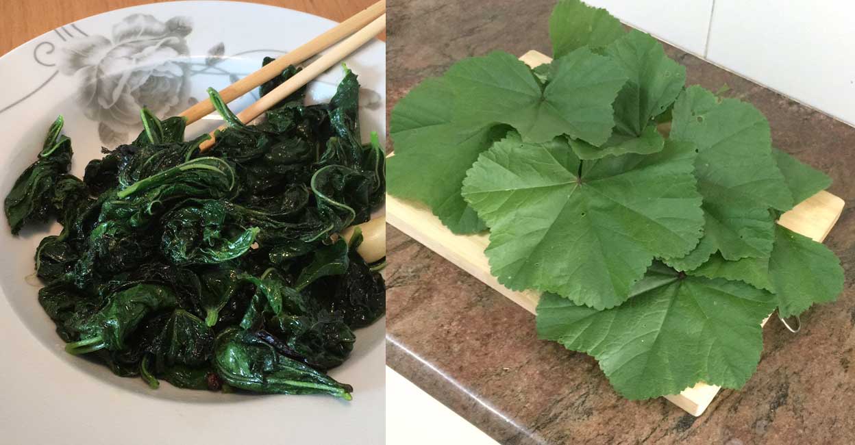 ഗാസയിൽ വിശപ്പുമാറ്റുന്ന ഇലച്ചെടി; വരണ്ടഭൂമിയിൽ വളരുന്ന ഖോബിസ- Khubeza ...